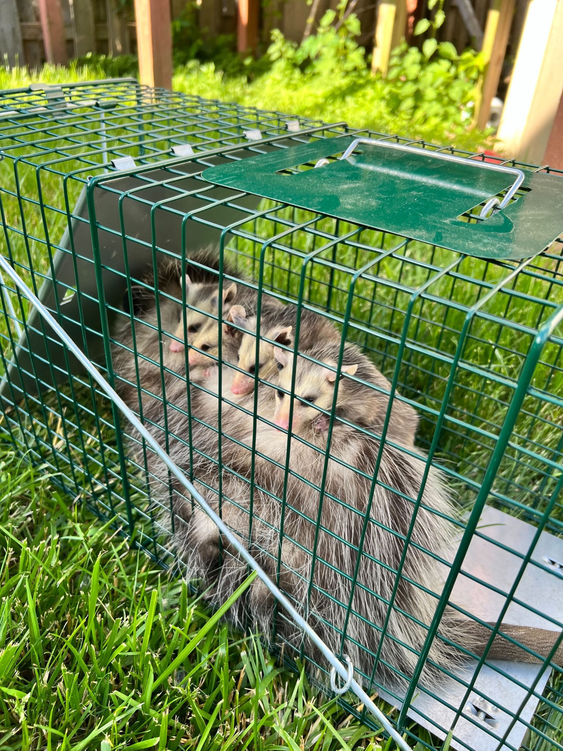 Animal Removal in Algoma Twp, MI - Animal Removal Algoma